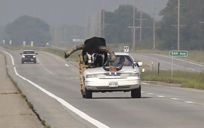 US Police Stop Man with Bull Riding in His Car | Engoo Daily News