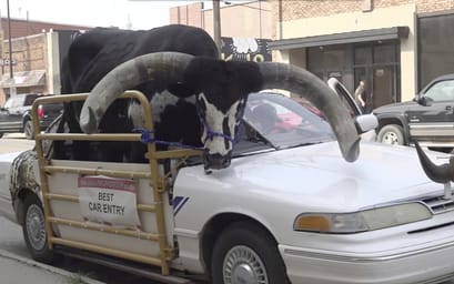 US Police Stop Man with Bull Riding in His Car | Engoo Daily News