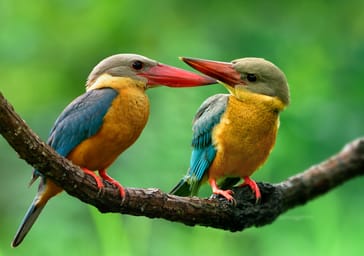 Talking About Family | Engoo