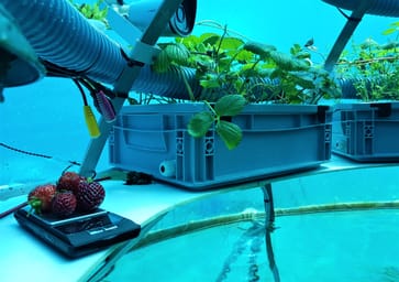 Underwater Farm Reopens After Pandemic | Engoo 每日新闻