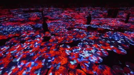 teamLab Museum Reopens in Tokyo with New Art | Engoo Daily News