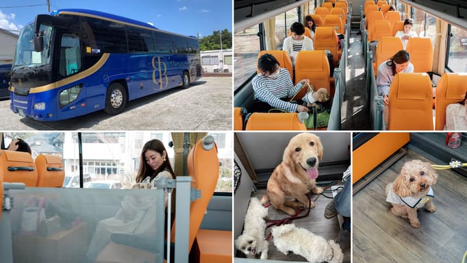 Tour Bus for Dogs Goes Cherry Blossom Viewing in Japan | Engoo Daily News