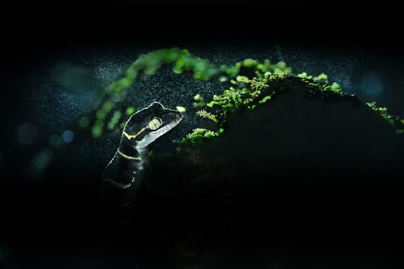 Beautiful, Fragile: Nature Competition's Winning Photos | Engoo 每日新聞