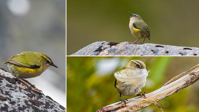 Rock Wren Named New Zealand Bird of the Year | Engoo Daily News