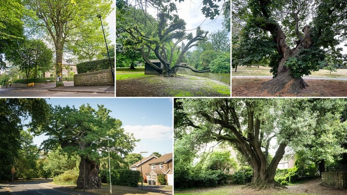 Meet the Trees Competing to Be the UK's 'Tree of the Year' | Engoo 每日新闻