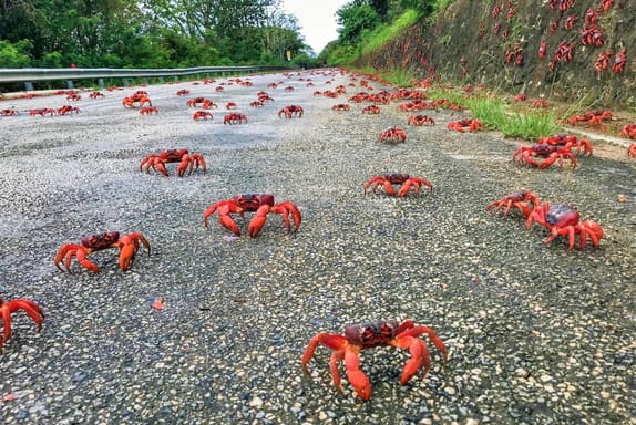 Millions of Red Crabs Fill the Streets of Christmas Island | Engoo ...
