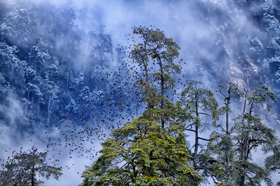 Beautiful, Fragile: Nature Competition's Winning Photos | Engoo Daily News