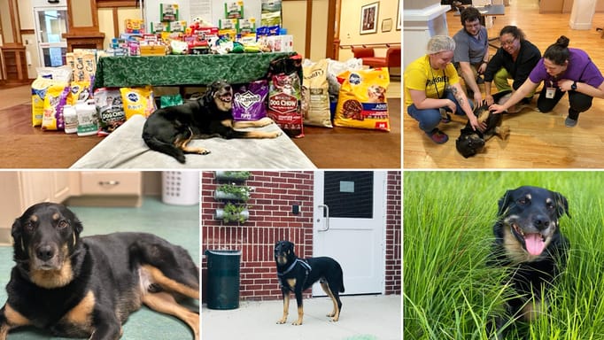 Stray Dog Becomes Care Home Hero | Engoo Daily News