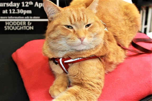 'A Street Cat Named Bob' Inspiration Dies at 14 | Engoo Daily News