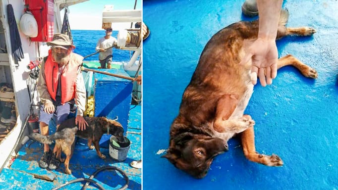Man and Dog Rescued After Three Months in Pacific Ocean | Engoo 데일리뉴스