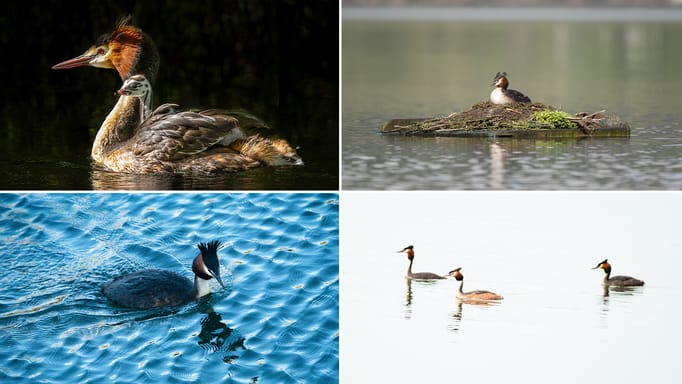 New Zealand's Bird of the Century is TV Star's Favorite | Engoo 每日新聞