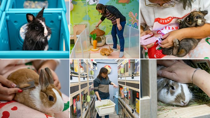 Hong Kong's Rabbit Resort for Pet Owners on the Go | Engoo Daily News