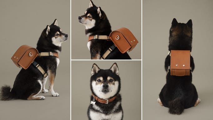 Japanese Company Makes Randoseru for Dogs | ข่าวประจำวัน Engoo