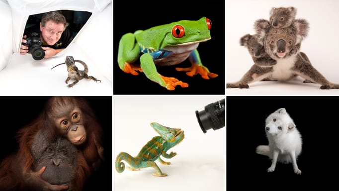 Photographer Hopes to Save Animals with 'Photo Ark' | Engoo 每日新聞