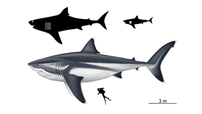Study: Ancient 16-Meter Sharks Once Roamed the Seas | Engoo Daily News