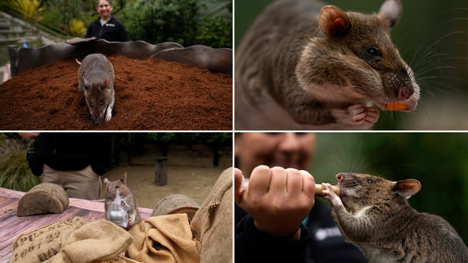 Rat 'Ambassadors' at US Zoos Show Animal's Smart Side | Engoo Daily News
