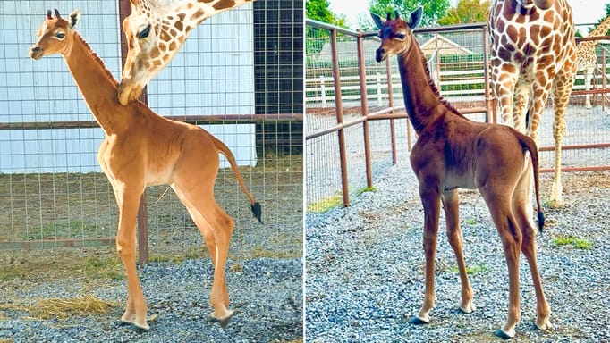 Rare Spotless Giraffe Is Born at Tennessee Zoo | Engoo 每日新闻