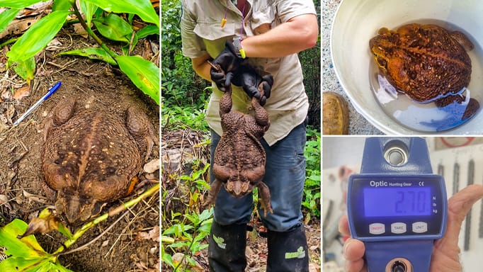 'Toadzilla' Found in Australia May Be Largest Ever | ข่าวประจำวัน Engoo
