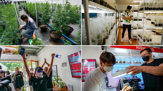 Thailand Becomes First in Asia to Decriminalize Marijuana | Engoo Daily ...