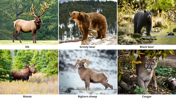 Canadian National Parks with the Most Aggressive Animals | Engoo Daily News