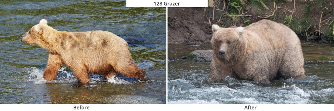 Fat Bear Week Won by Single Lady Bear | Engoo デイリーニュース