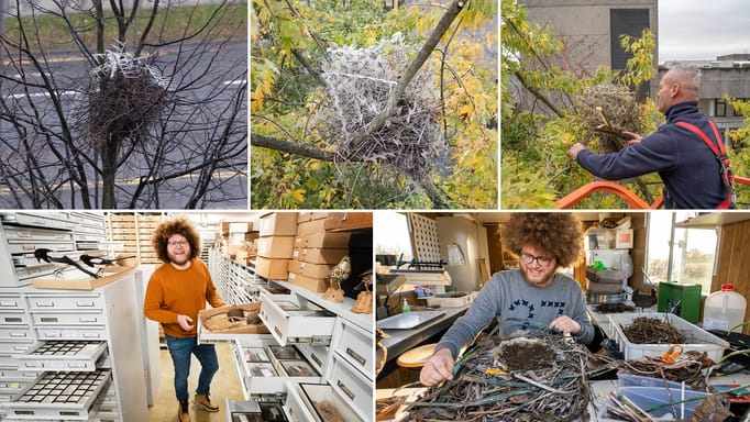 Birds Use Spikes in Nests, Outsmarting Humans | Engoo Daily News