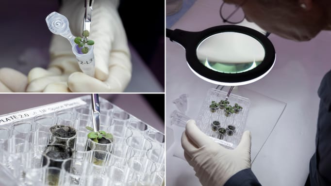 Plants Successfully Grown in Soil from the Moon | Engoo 데일리뉴스
