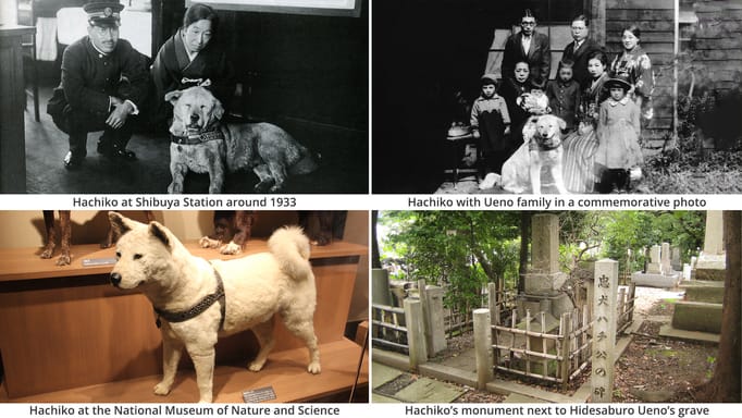 Hachiko: The Story of Tokyo's Famous Loyal Dog | ข่าวประจำวัน Engoo
