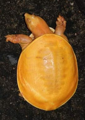 Indian Farmer Discovers Rare Yellow Turtle | Engoo Daily News