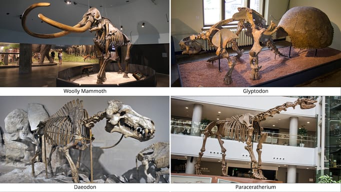 Only Bones Left: Fascinating Extinct Megafauna | Engoo 每日新闻