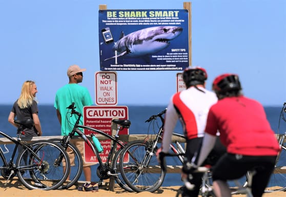 Shark Tourism Grows on Cape Cod, 3 Years After Attacks | DMM英会話 デイリーニュース