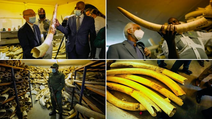 Zimbabwe Asks for Permission To Sell Seized Elephant Ivory | ข่าวประจำ ...