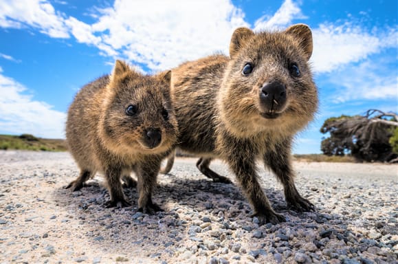 Strange Animals You Can Only Find in Australia | Engoo