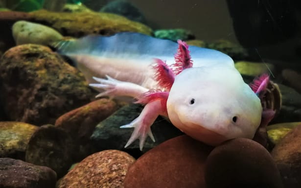 Buy an Axolotl Dinner, Save It from Extinction | ข่าวประจำวัน Engoo