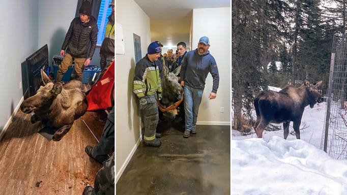 Alaska Firefighters Rescue Moose from Home | Engoo 每日新闻