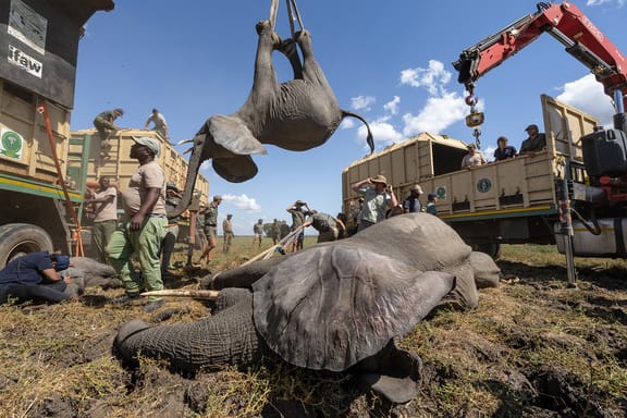 Beautiful, Fragile: Nature Competition's Winning Photos | Engoo 每日新聞