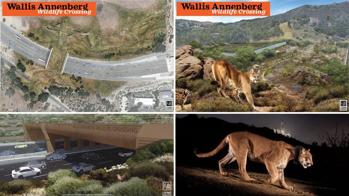 'World's Largest Wildlife Crossing' to Be Built in California | Engoo 每日新闻