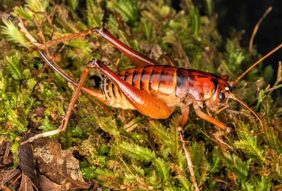 Large Cricket Named After New Zealand's Prime Minister | Engoo 每日新聞