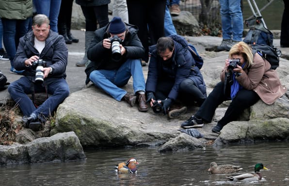 Mandarin Duck Turns New Yorkers Into Bird Lovers | Engoo 每日新聞