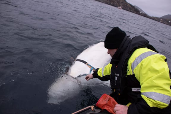 'Russian Spy Whale' Found off Norway Coast | Engoo Daily News