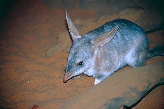 Rare Australian Animal Released Into the Wild | Engoo Daily News