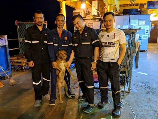 Dog Found Swimming 220 Kilometers off Thailand | Engoo Daily News