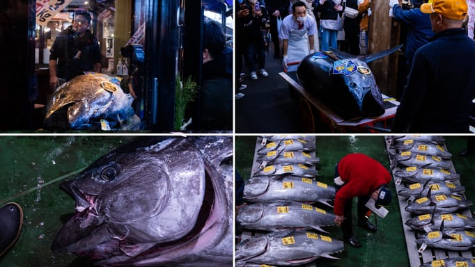 Record-Breaking Tuna Sells for $3.2 Million in Tokyo | Engoo 데일리뉴스