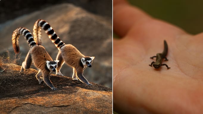 Three Reasons You Should Visit Madagascar | Engoo Daily News