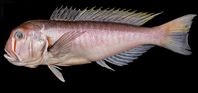 New Fish Named After Princess Mononoke | Engoo 每日新聞