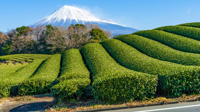 Global Matcha Boom Causes Shortage in Japan | Engoo 每日新聞