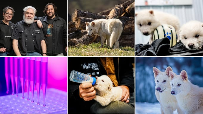 Scientists Bring Back Extinct Wolf Species | Engoo 每日新聞