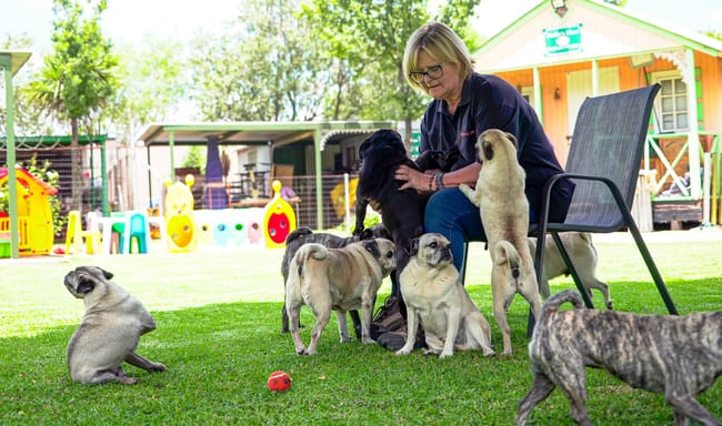 South African Woman Rescues 2,500 Pugs in 17 Years | Engoo 每日新闻