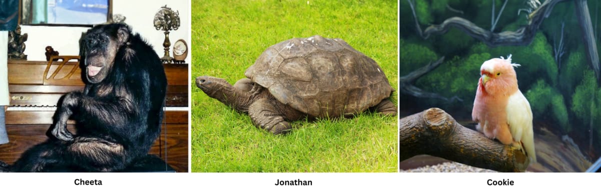 Meet the Animals That Live Longer than Humans | ข่าวประจำวัน Engoo