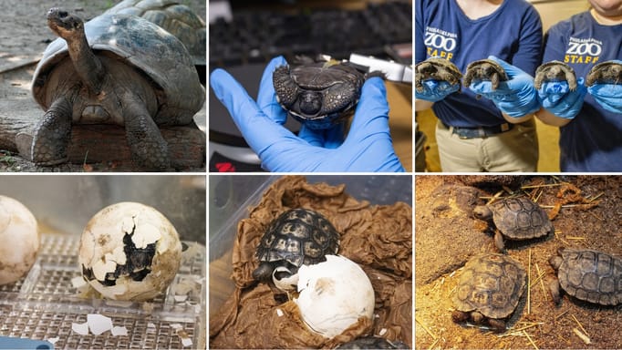 Tortoises Become Parents at Nearly 100 Years Old | Engoo 每日新聞